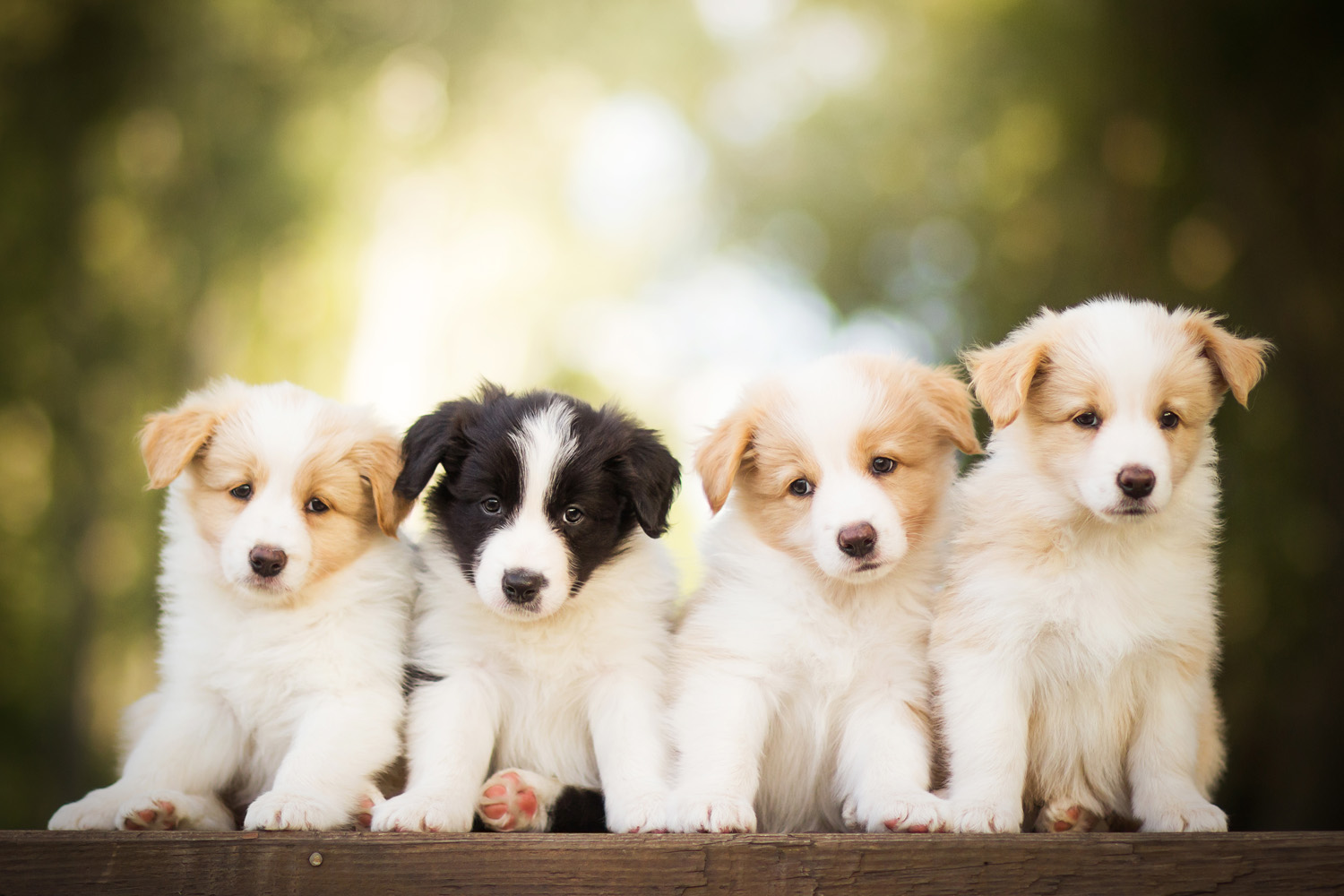 PuppyNext - Connecting Pups With Loving Homes